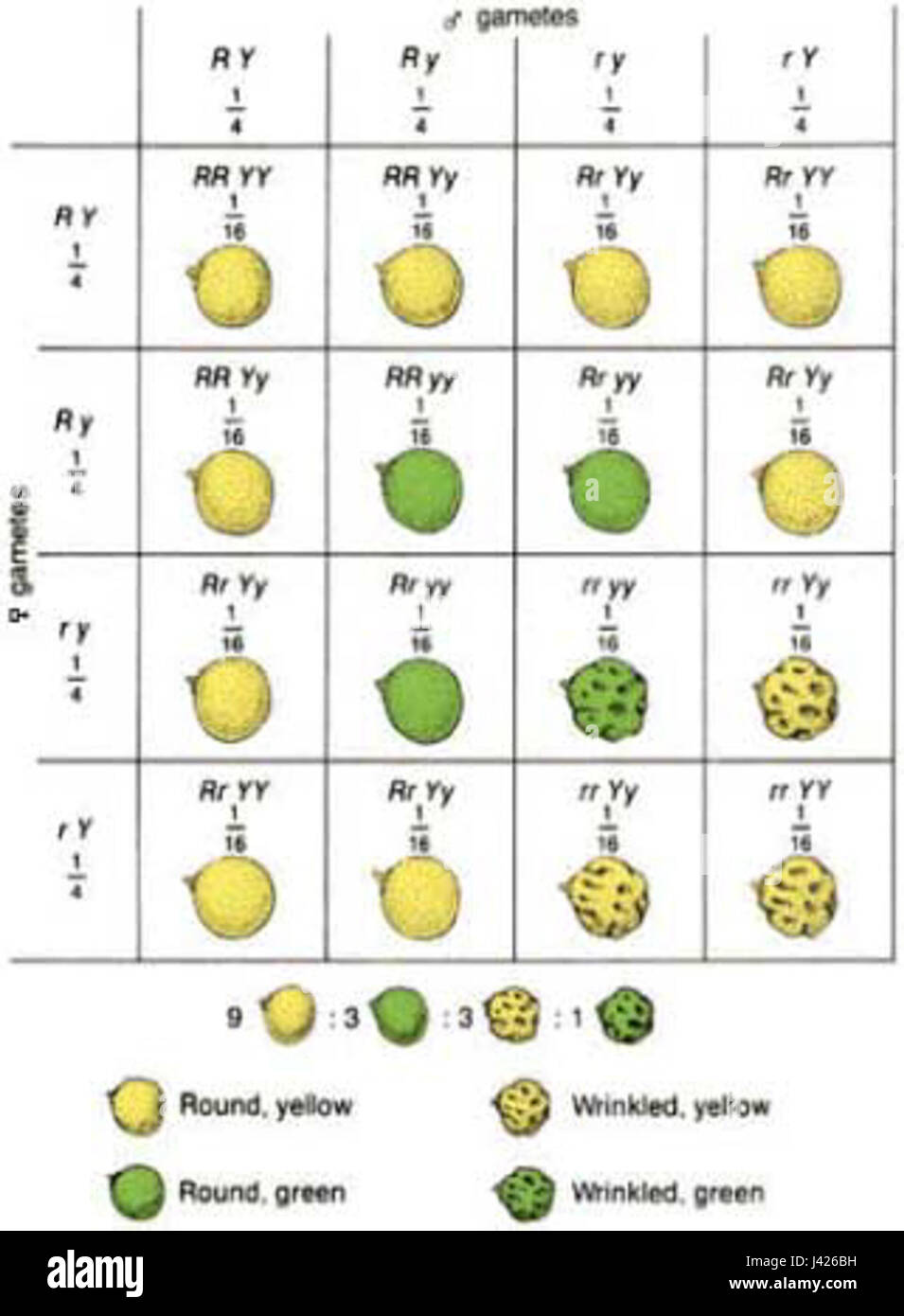 'MendelShema' refers to a possible reference to Gregor Mendel's work ...