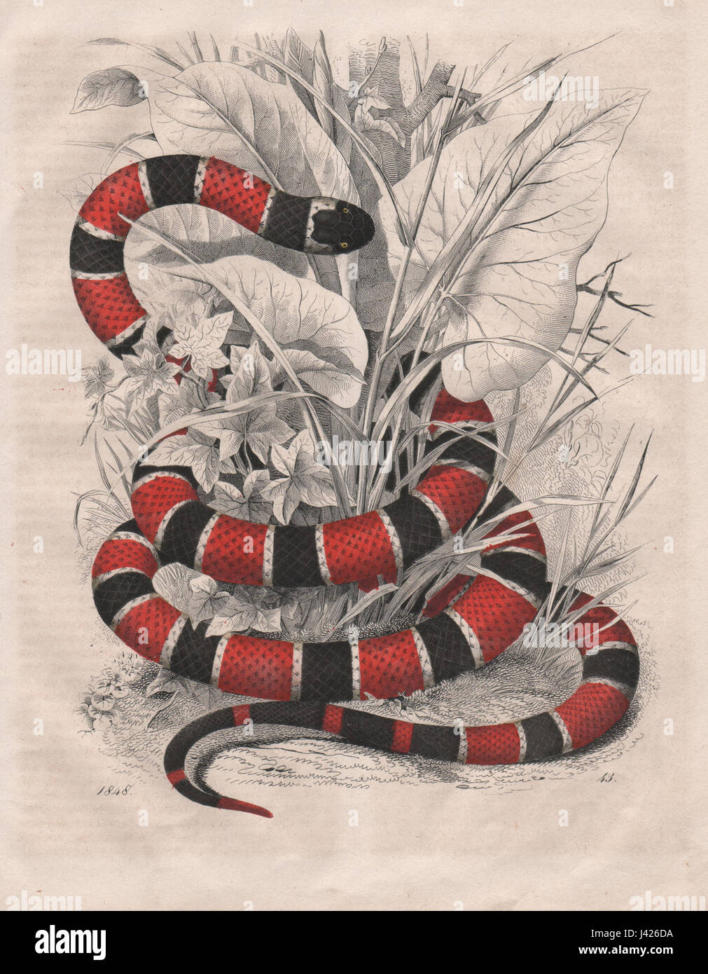 Vibrant coral snake venomous hi-res stock photography and images - Alamy