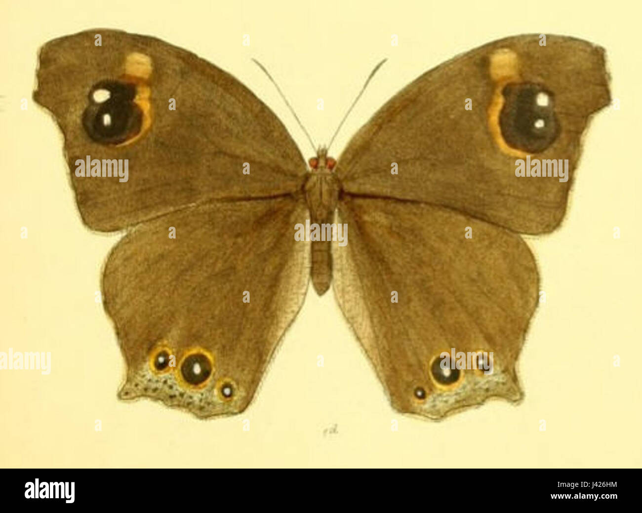 Melanitis ismene is a species of butterfly in the family Nymphalidae ...