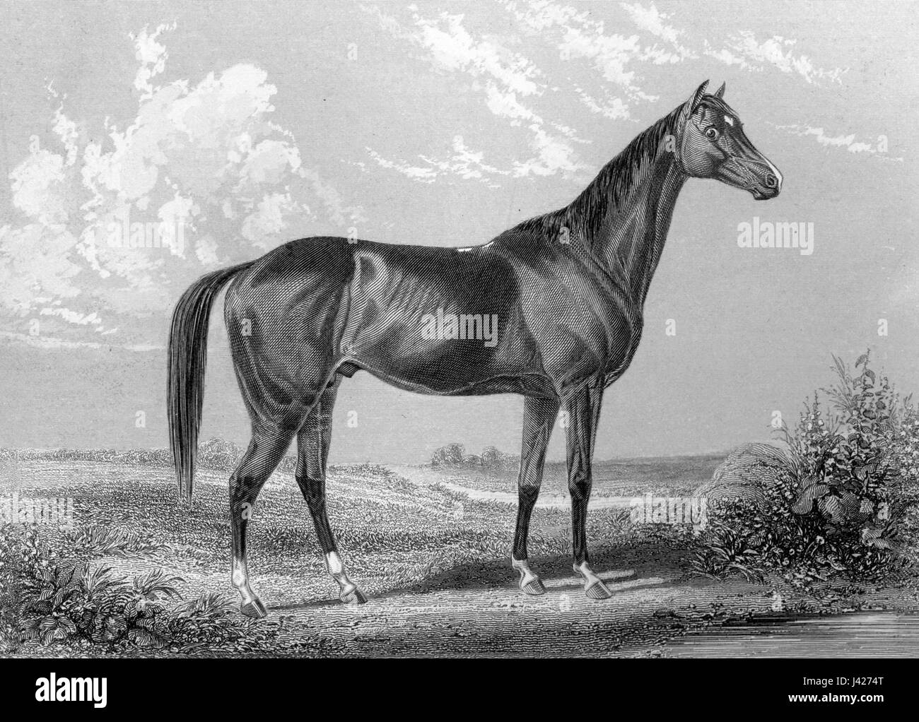Lexington is a city in Kentucky known for its horse racing heritage ...
