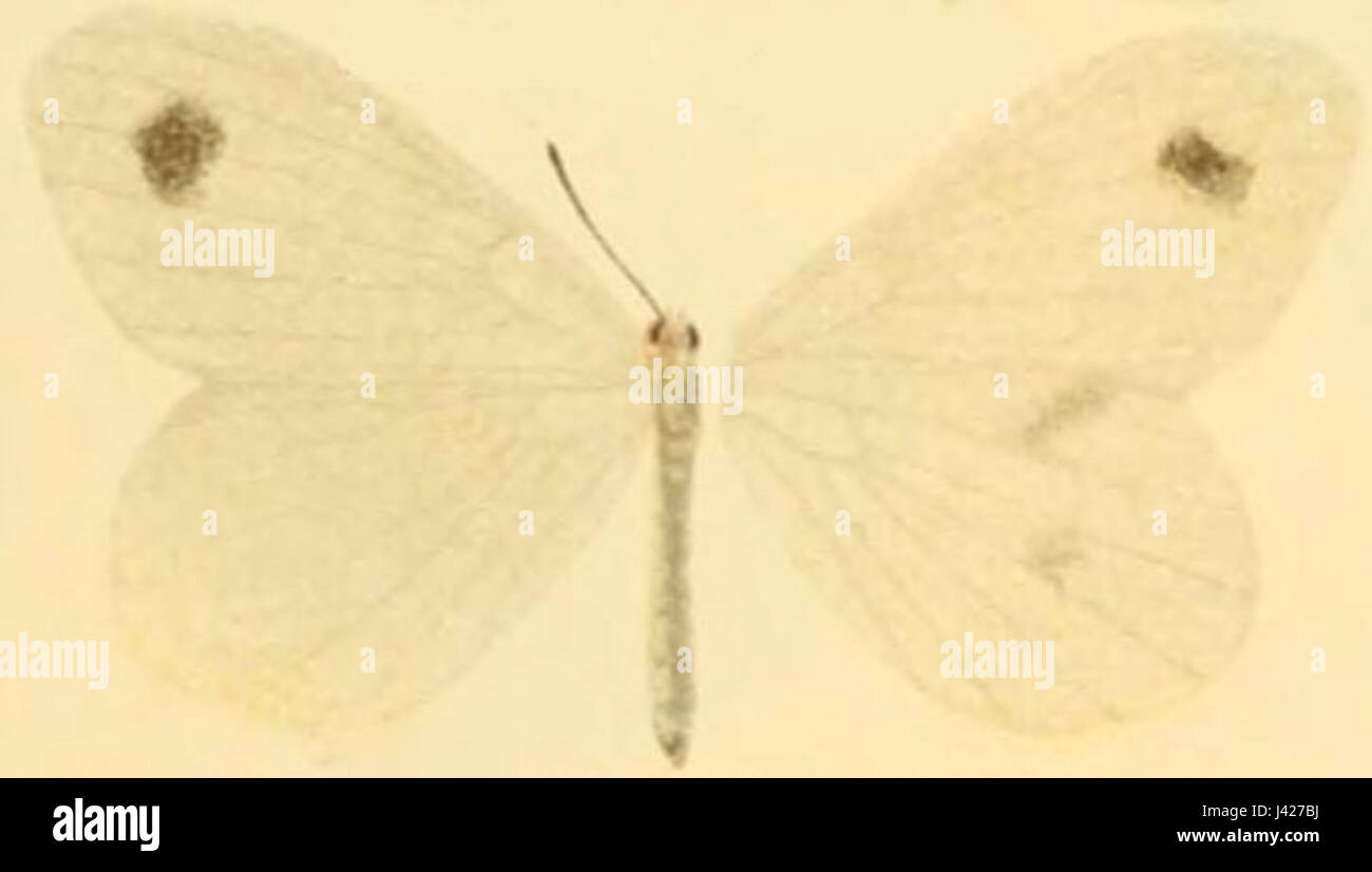 Leptidea gigantea hi-res stock photography and images - Alamy