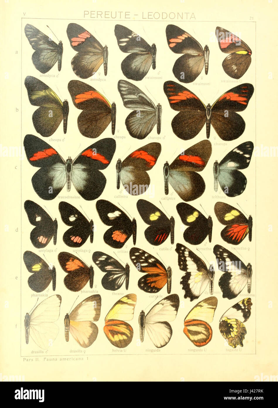 Image from a collection of Macrolepidoptera, showing various species of ...