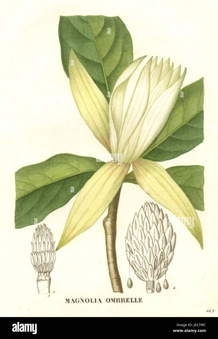 Magnolia map hi-res stock photography and images - Alamy