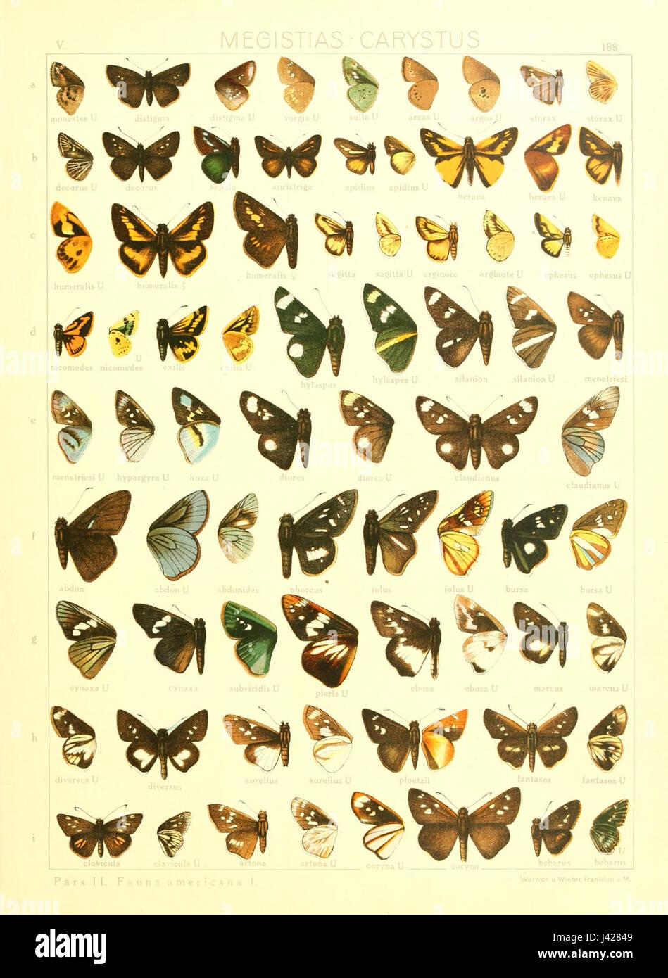 A page from 'The Macrolepidoptera of the African Fauna', Volume 15 ...