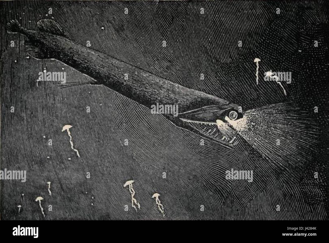 Malacosteus hi-res stock photography and images - Alamy