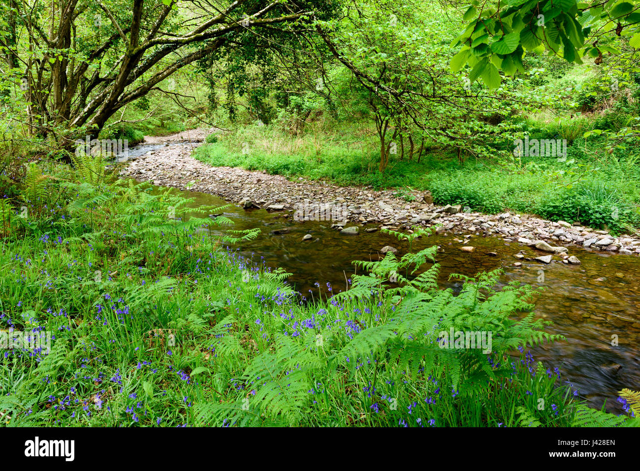 Horner woods hi-res stock photography and images - Alamy