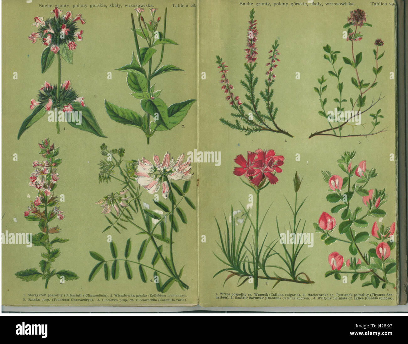 This title refers to a botanical illustration or text focused on summer ...