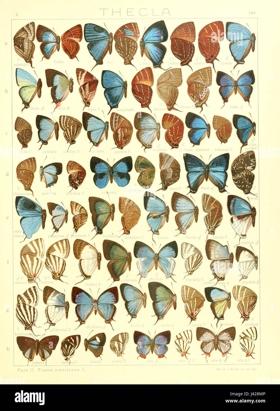 Image 03 from 'Macrolepidoptera', a 19th-century entomological study ...