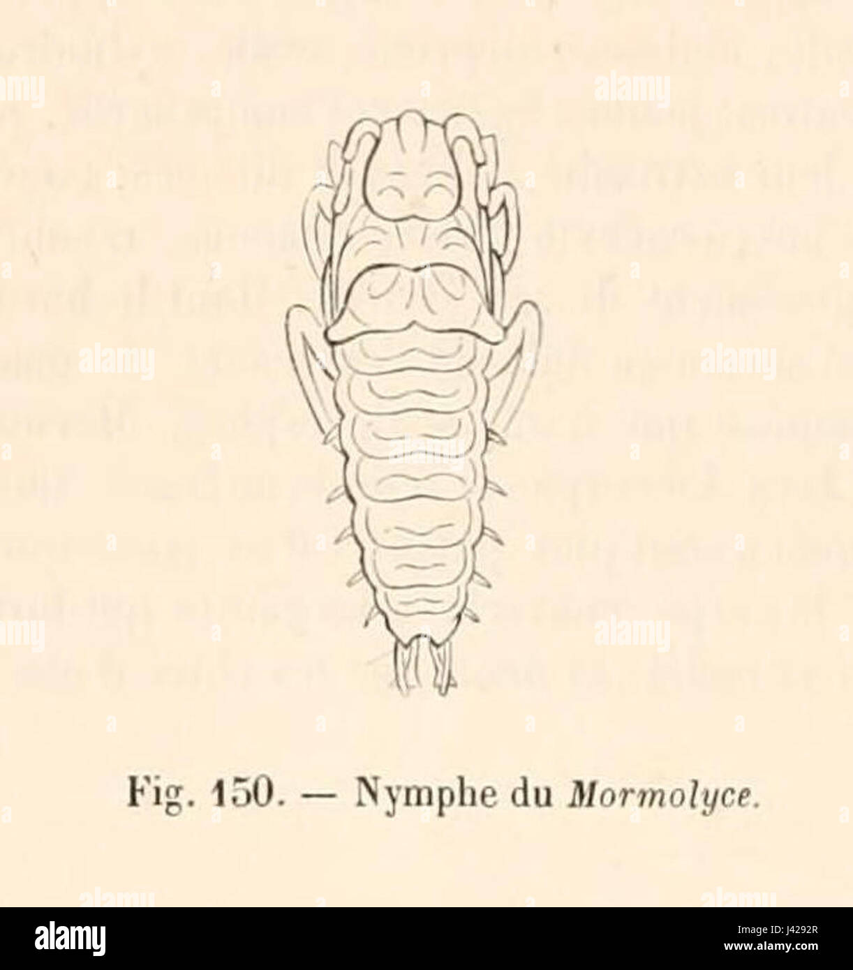 Mormolyce High Resolution Stock Photography and Images - Alamy