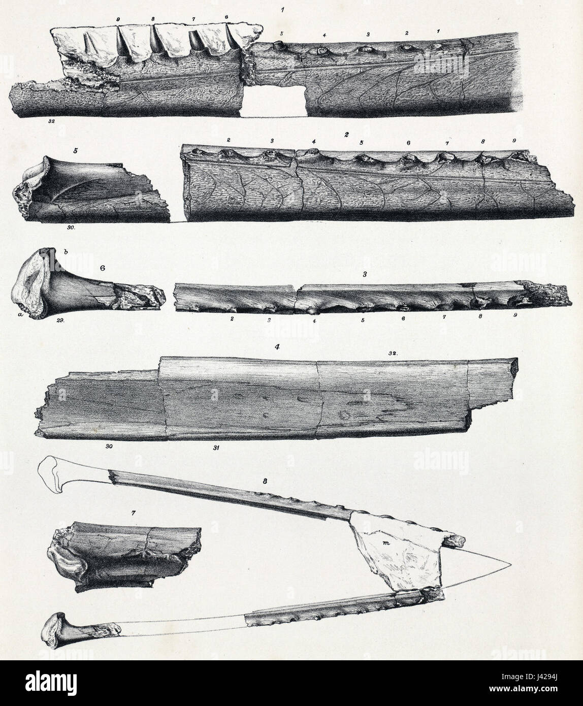 *Lonchodectes sagittirostris* is an extinct genus of pterosaur from the ...