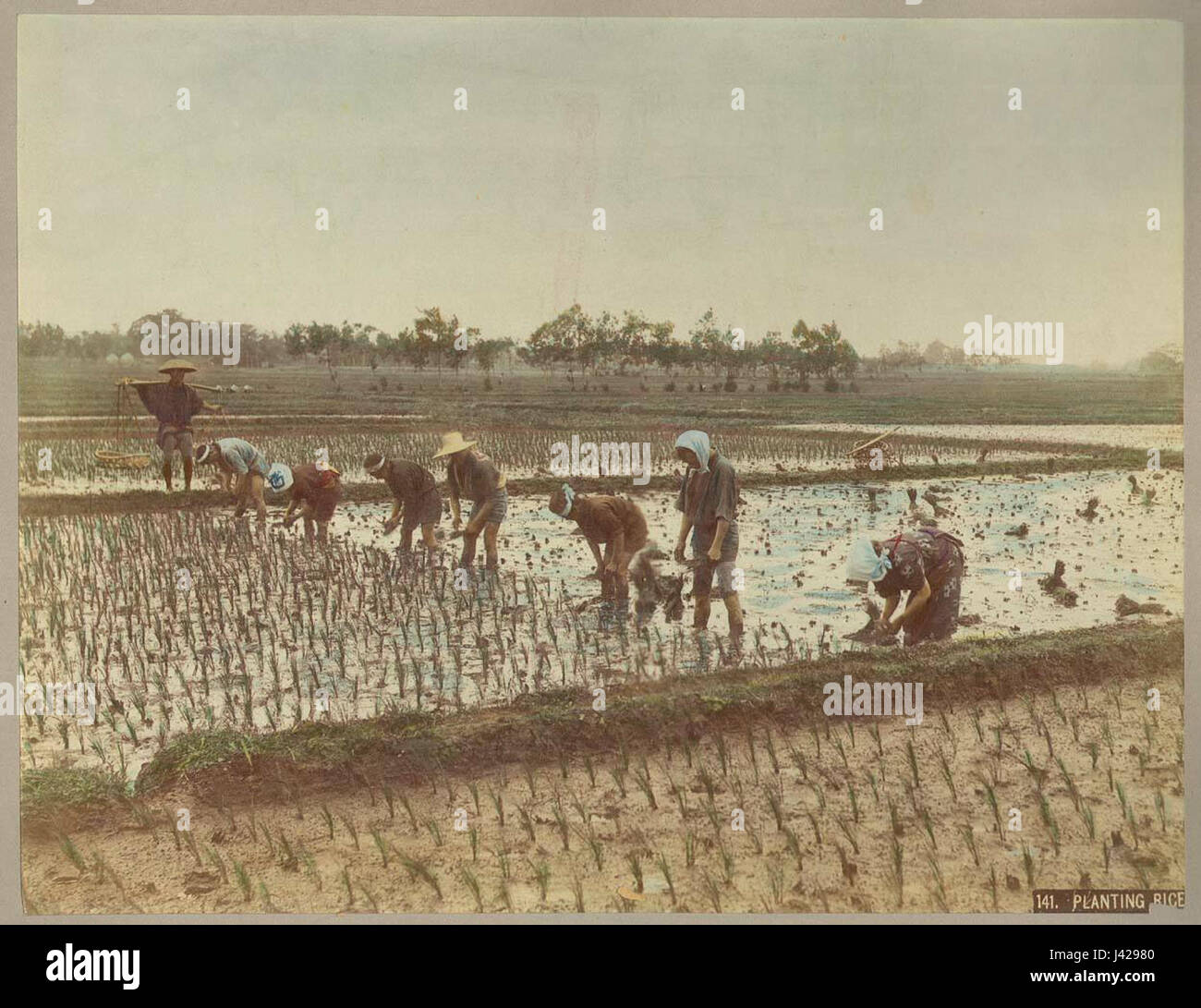 Kusakabe Kimbei 141. Planting Rice Stock Photo - Alamy