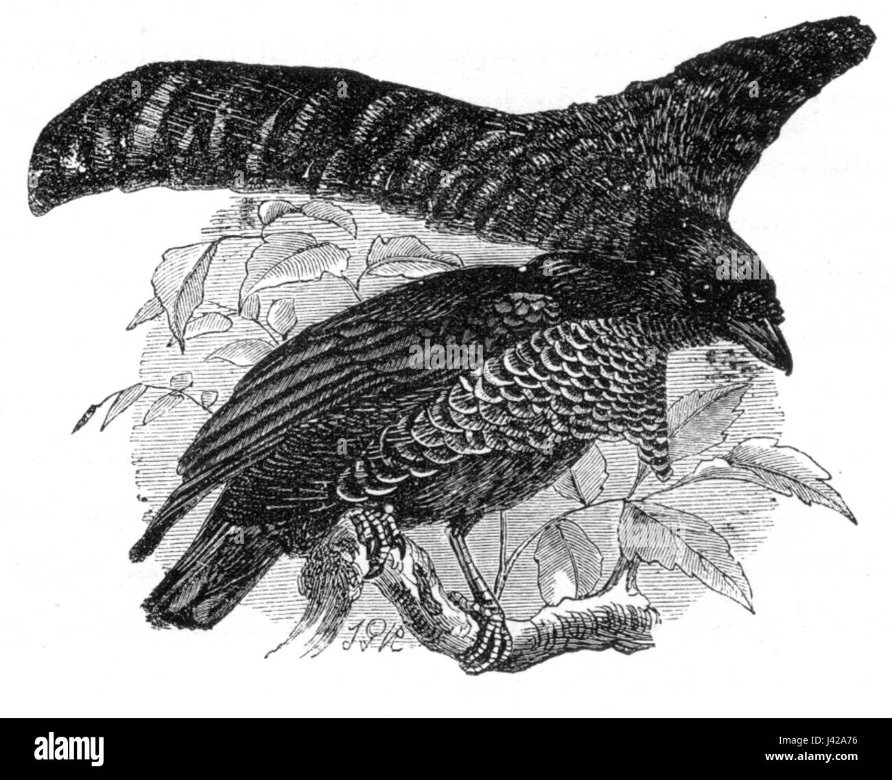 Superb bird of paradise Black and White Stock Photos & Images - Alamy