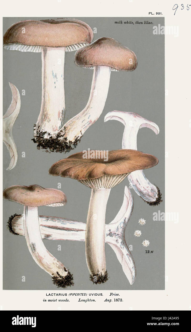 *Lactarius uvidus* is a species of mushroom in the genus Lactarius ...