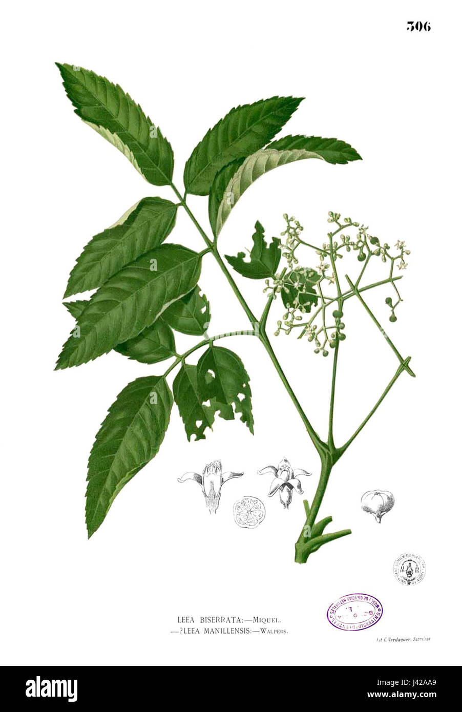 Leea hi-res stock photography and images - Alamy