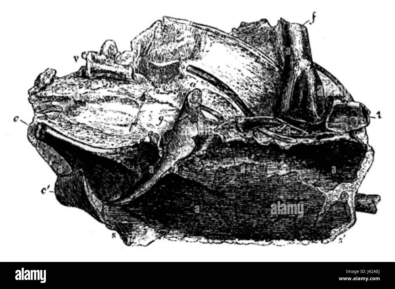 An illustration or fossil depiction of Lithornis, an extinct genus of ...