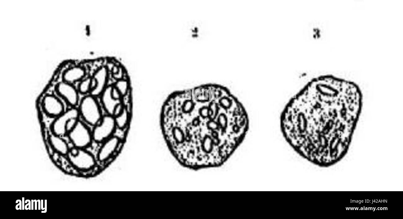 'Le pain et la panification' (Bread and Baking) is a detailed ...