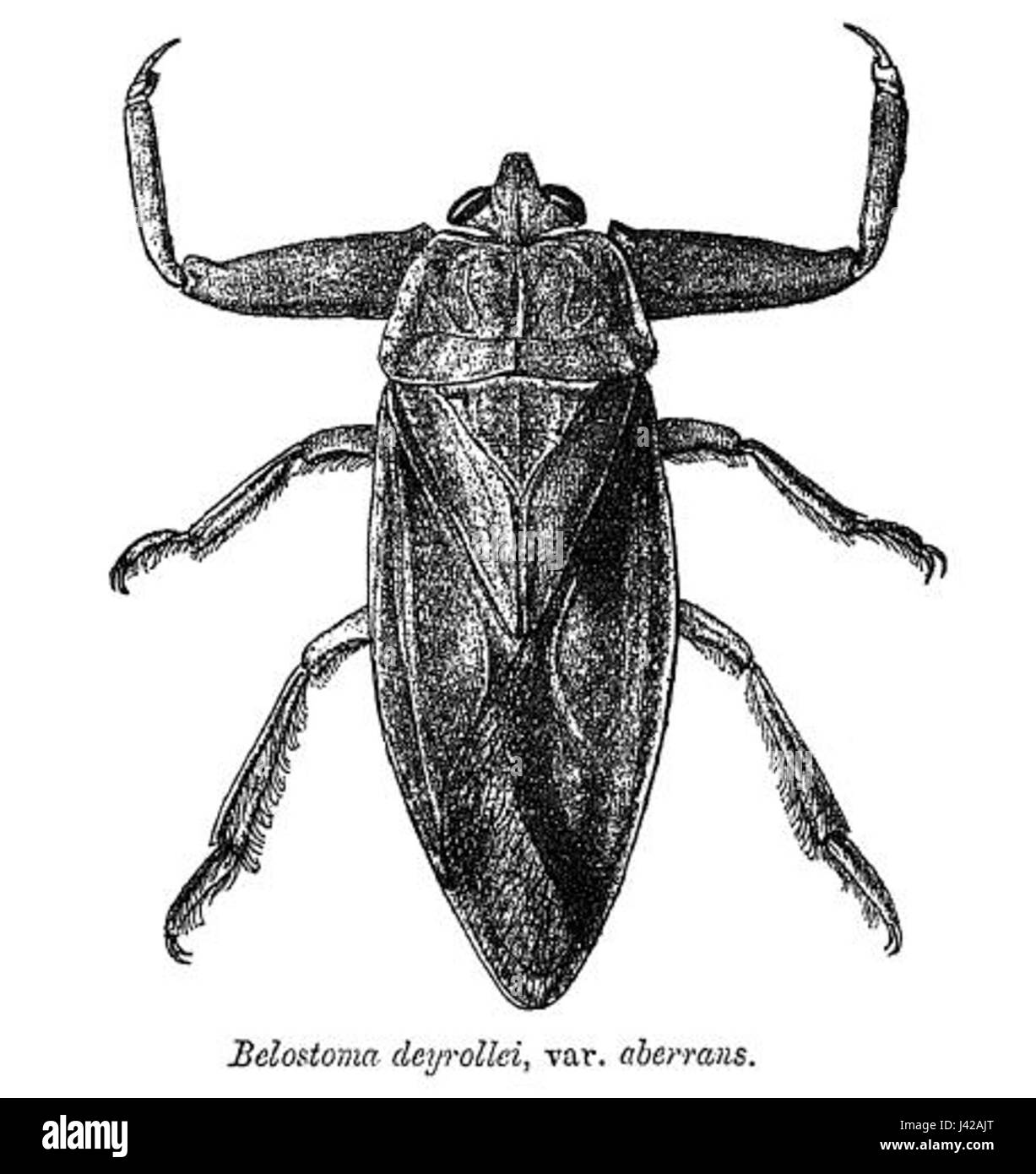 Morphology across species hi-res stock photography and images - Alamy