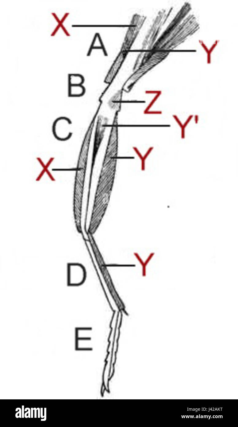 Insect leg hi-res stock photography and images - Alamy