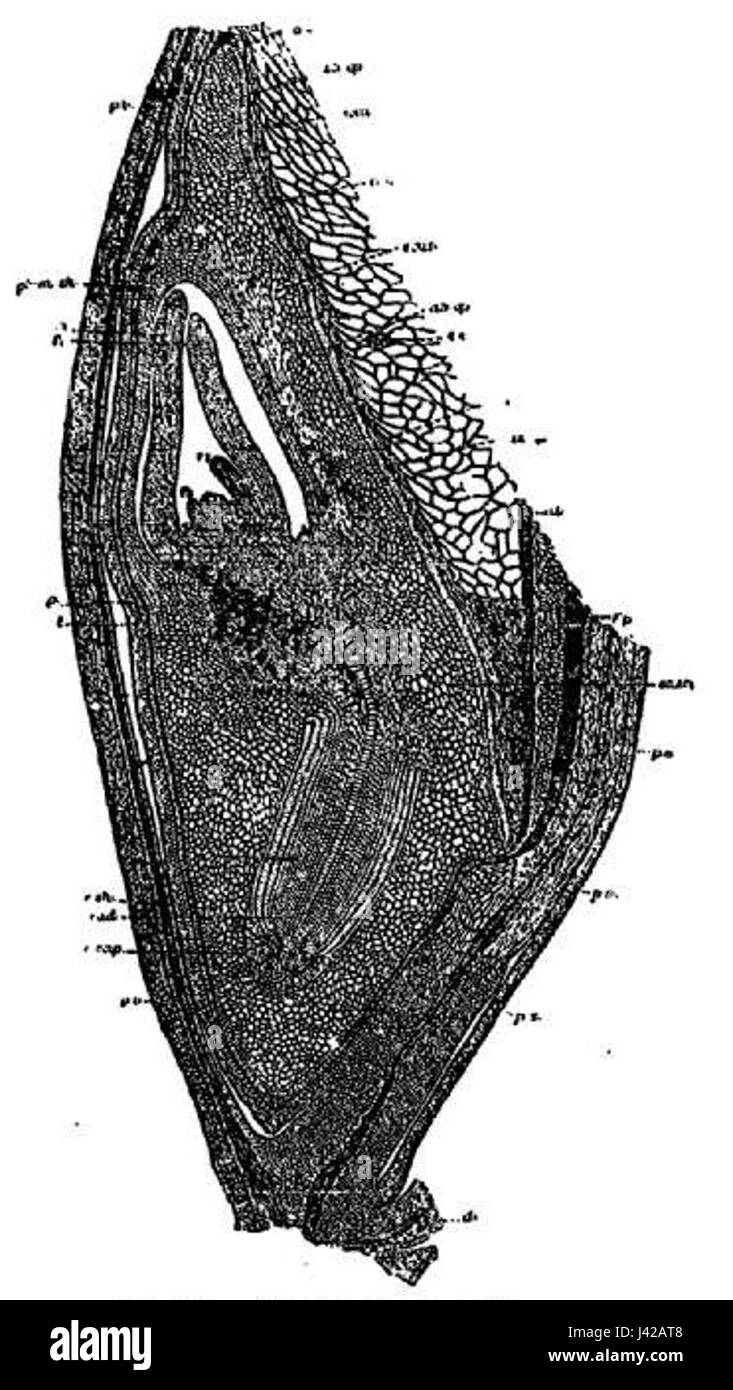 Fig 13 Black and White Stock Photos & Images - Alamy