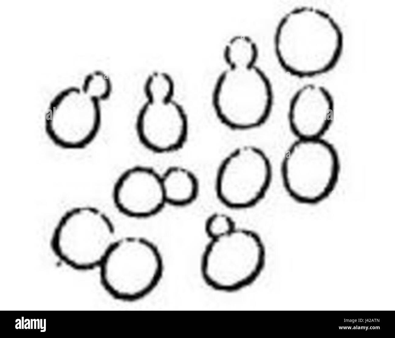 Le pain et la panification Fig. 19 Stock Photo - Alamy