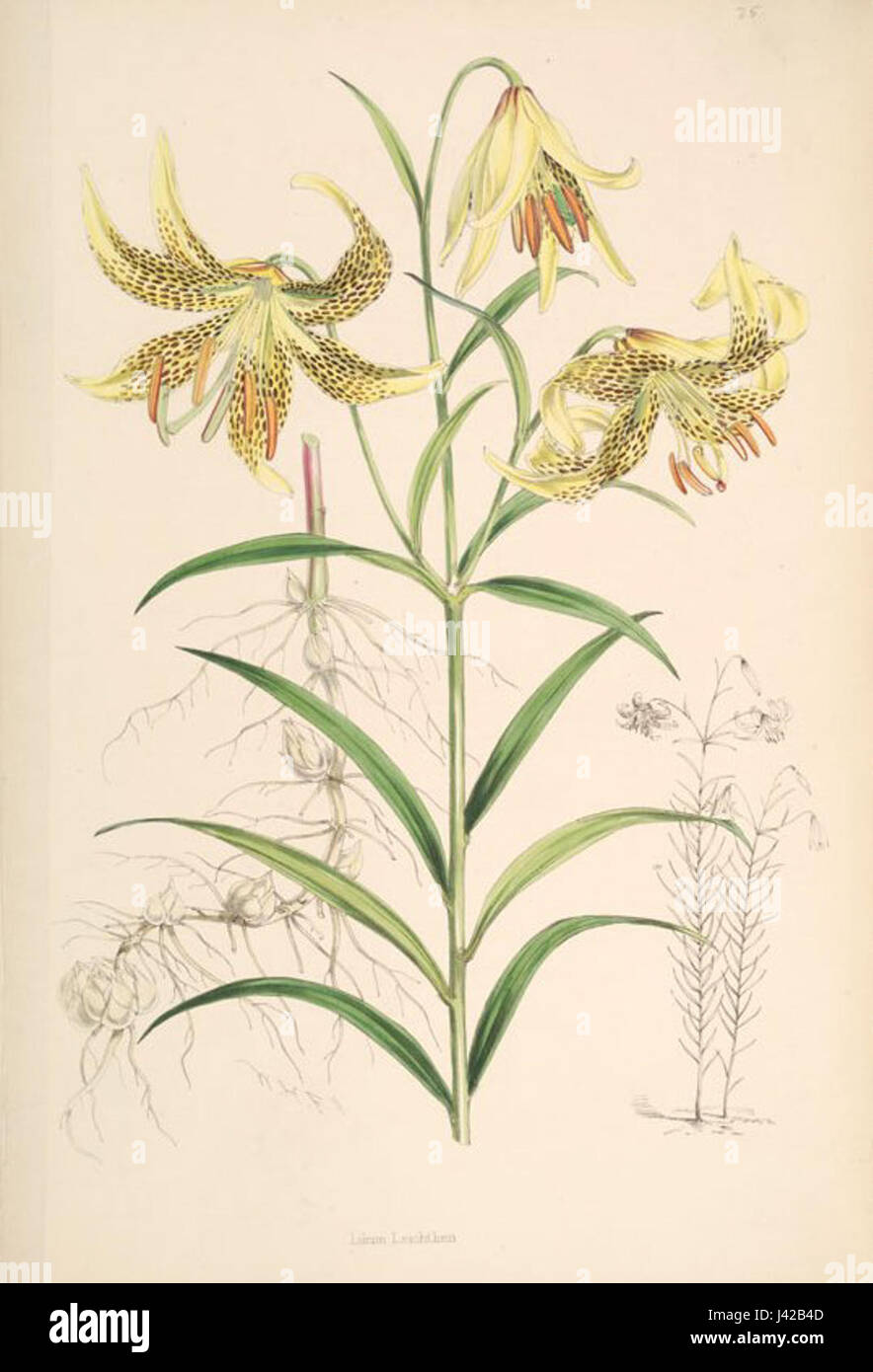 *Lilium leichtlinii* is a species of wild lily native to East Asia ...