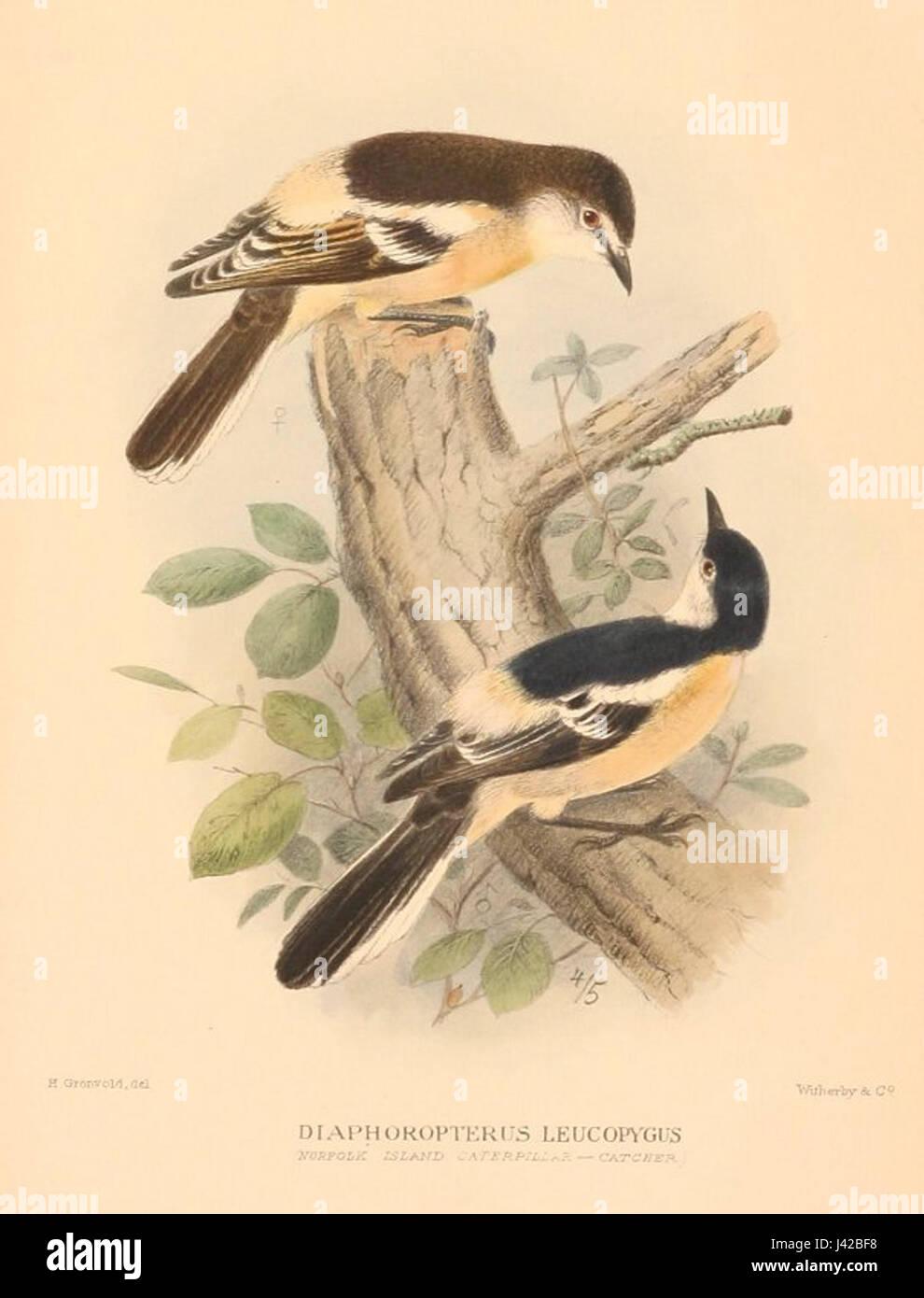 Lalage leucopyga leucopyga Stock Photo - Alamy