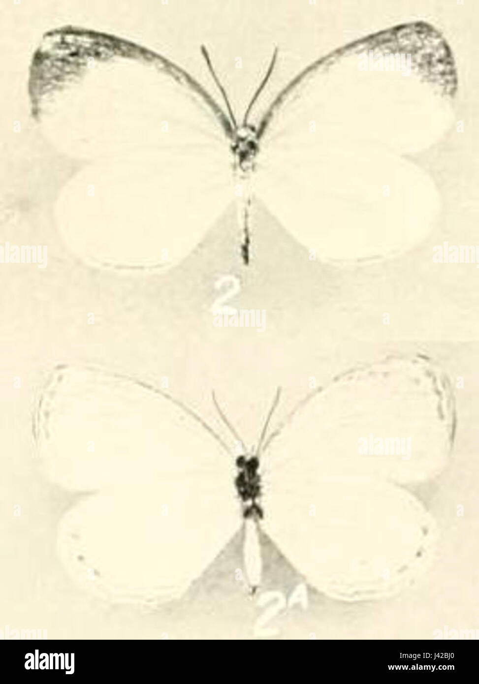 Liptena augusta, a butterfly species, is known for its distinct ...