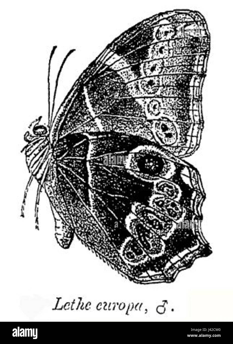 LetheEuropaCtb likely refers to a work related to the Greek myth of ...