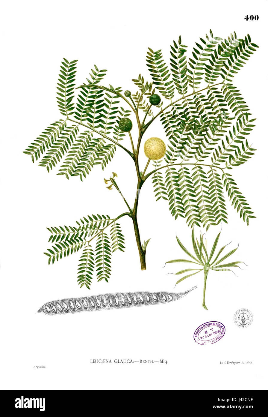 Leucaena leucocephala Blanco2.400 Stock Photo - Alamy