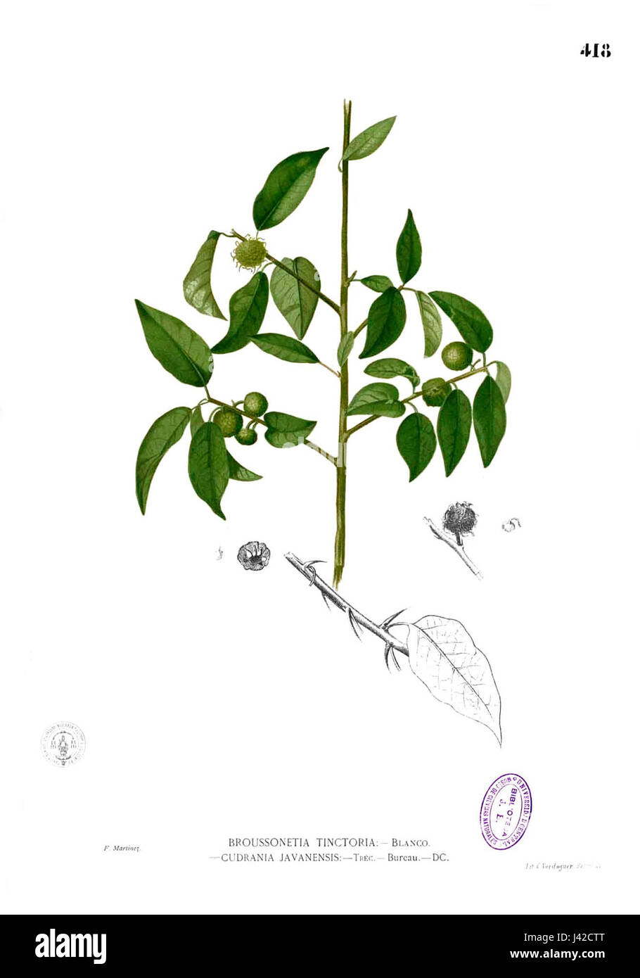 Maclura cochinchinensis, also known as the Cochinchina orange or Osage ...