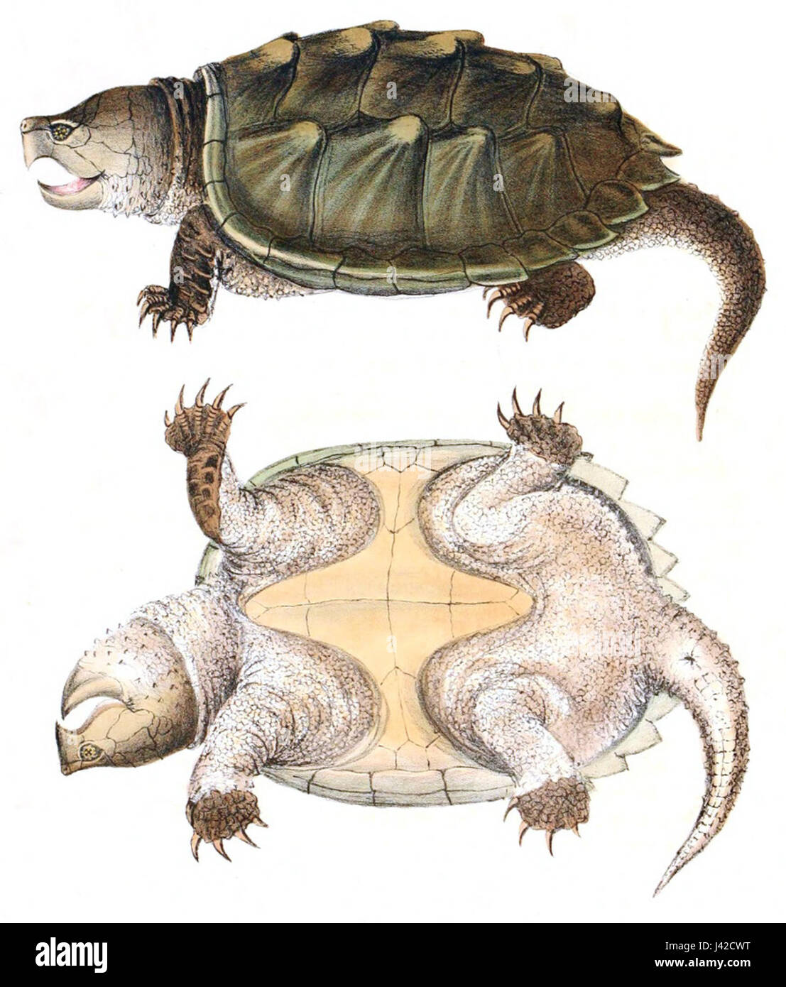 Macrochelys temminckii hi-res stock photography and images - Alamy