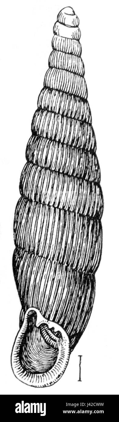 Species example Black and White Stock Photos & Images - Alamy