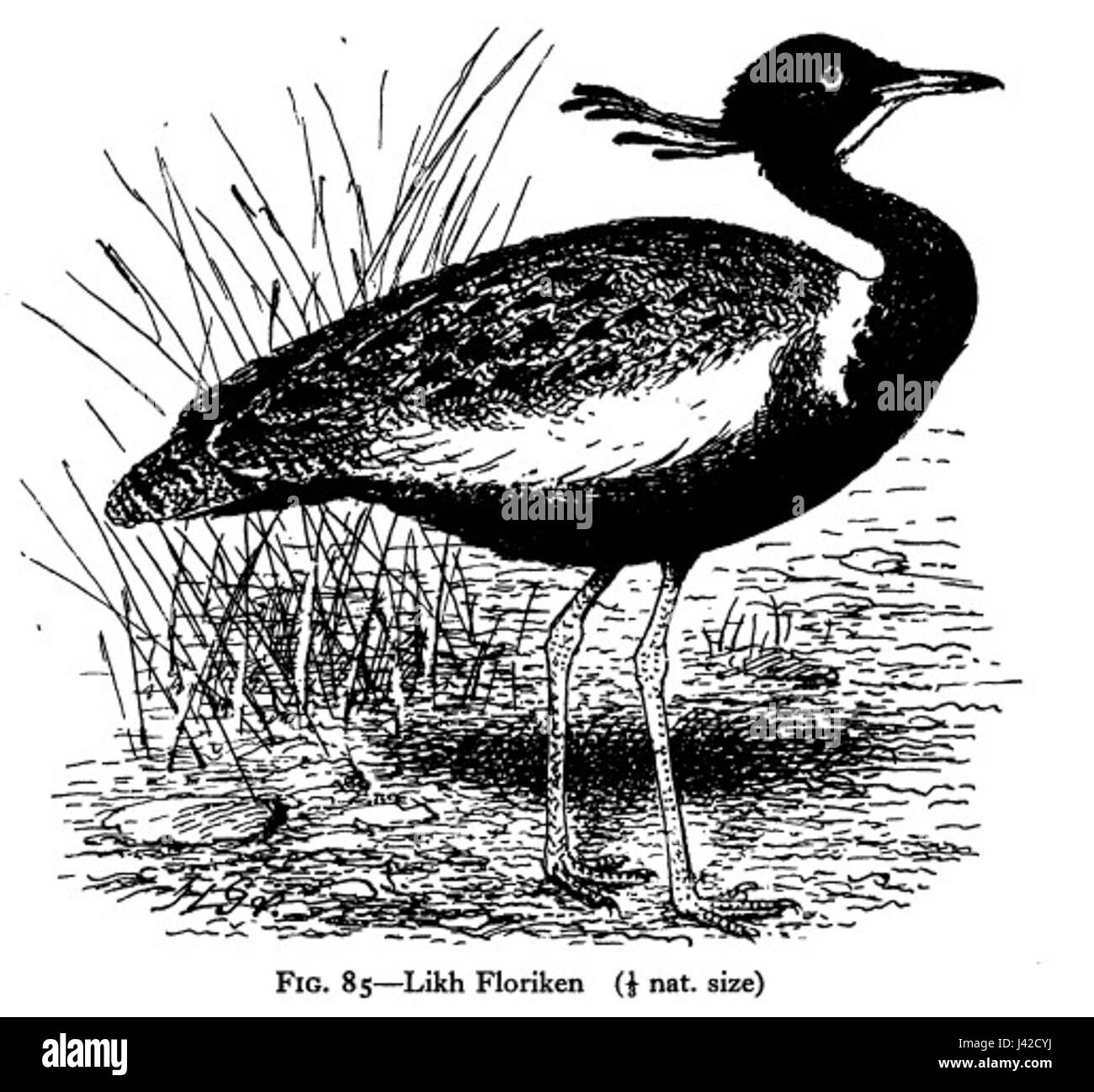 Likh hi-res stock photography and images - Alamy