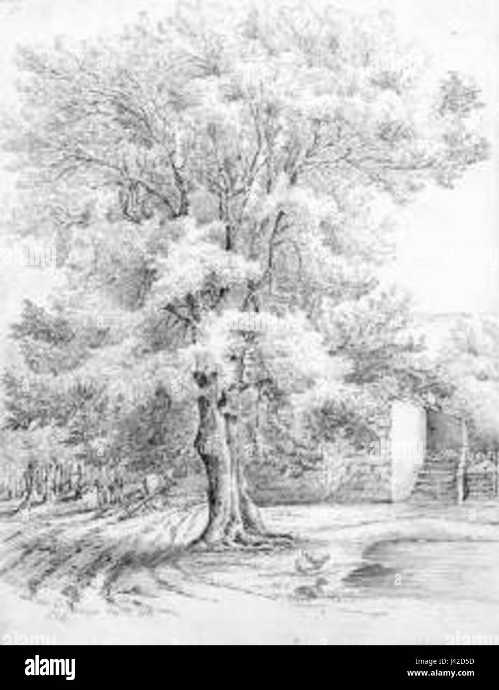 Bacon Drawing Pencil