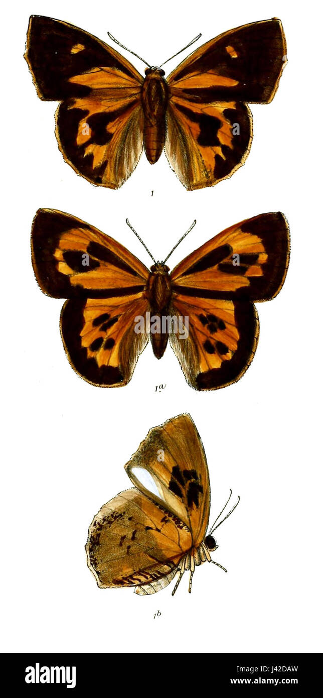 The 'Liphyra Brassolis' refers to a species of butterfly, part of the ...