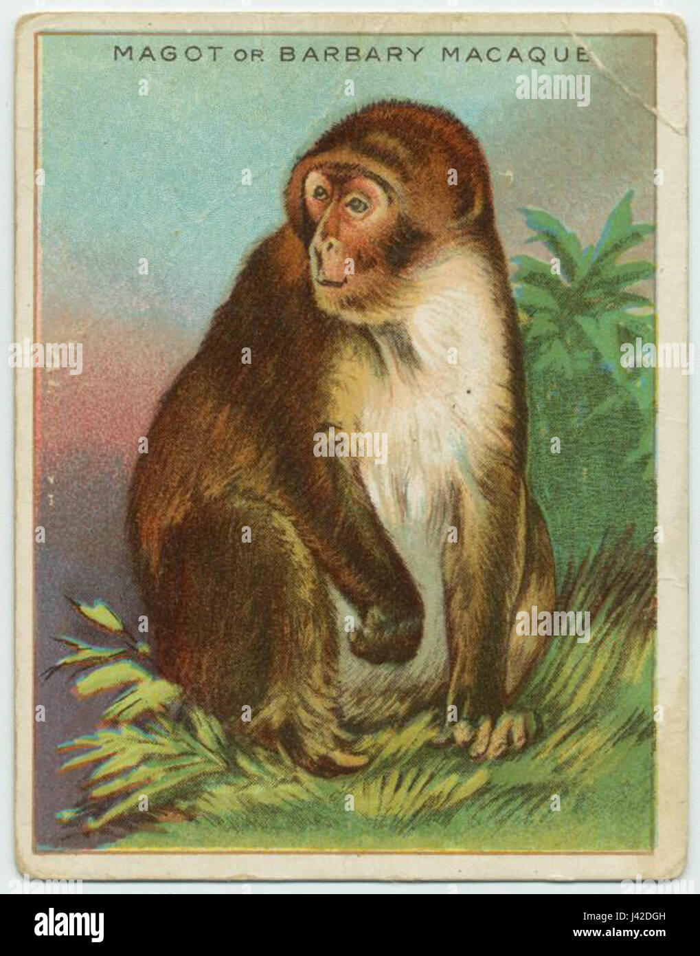 Magot or Barbary Macaque Stock Photo - Alamy