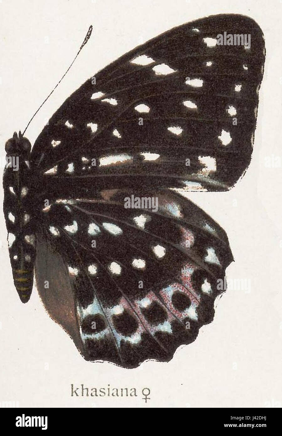 Lexias dirtea khasiana, a subspecies of butterfly, is noted for its ...