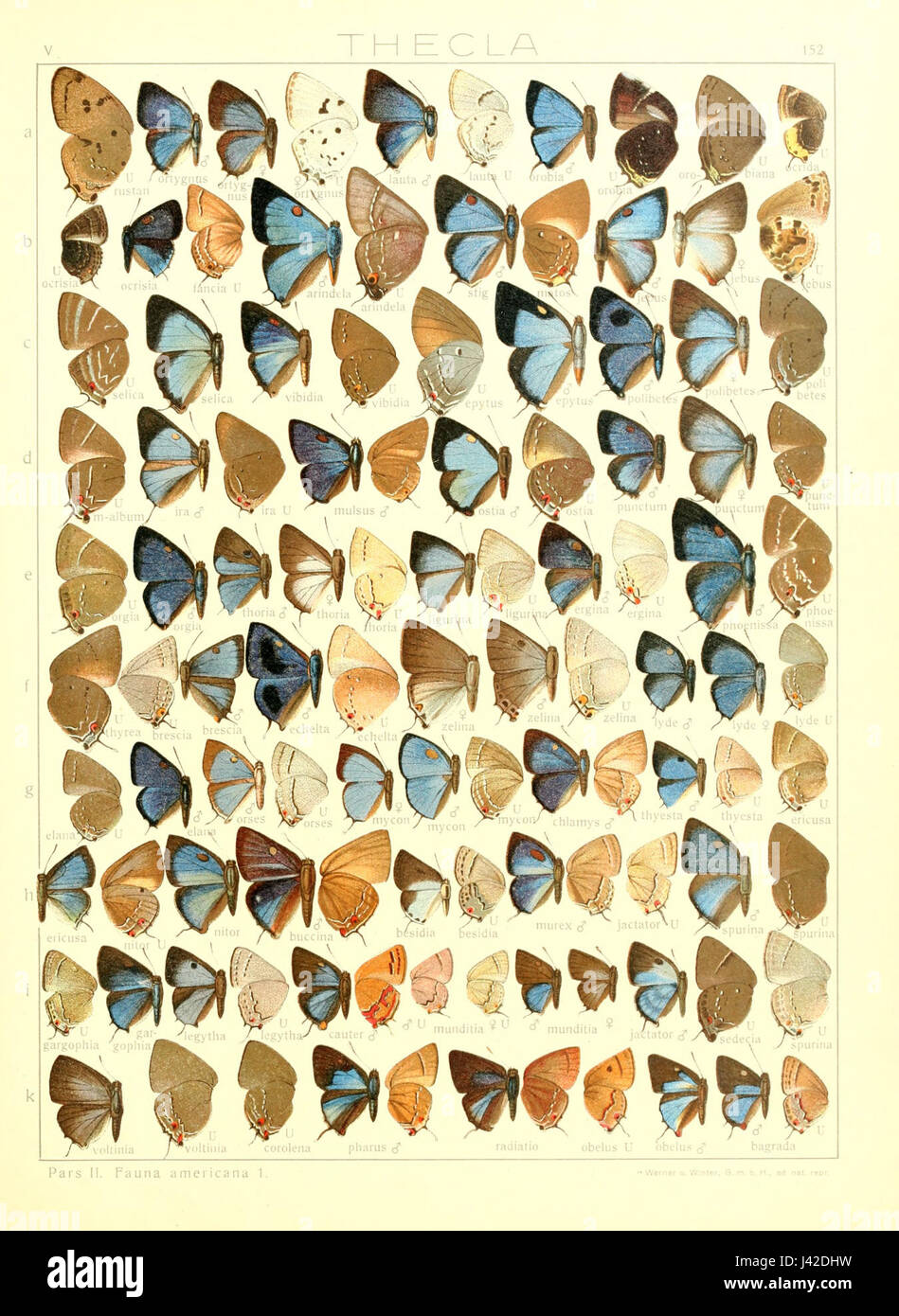 A reference to Macrolepidoptera (a type of large moth or butterfly) in ...