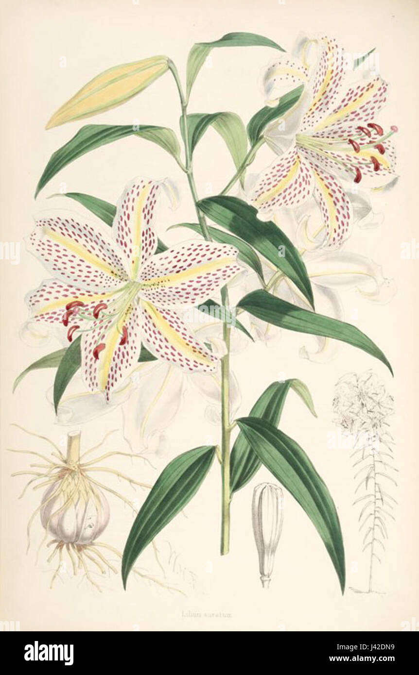 Lily lilium auratum hi-res stock photography and images - Alamy