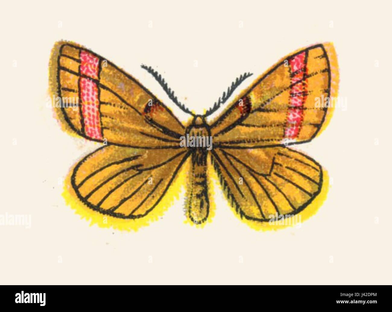 Lythria purpuraria is a species of moth, identified by its distinctive ...