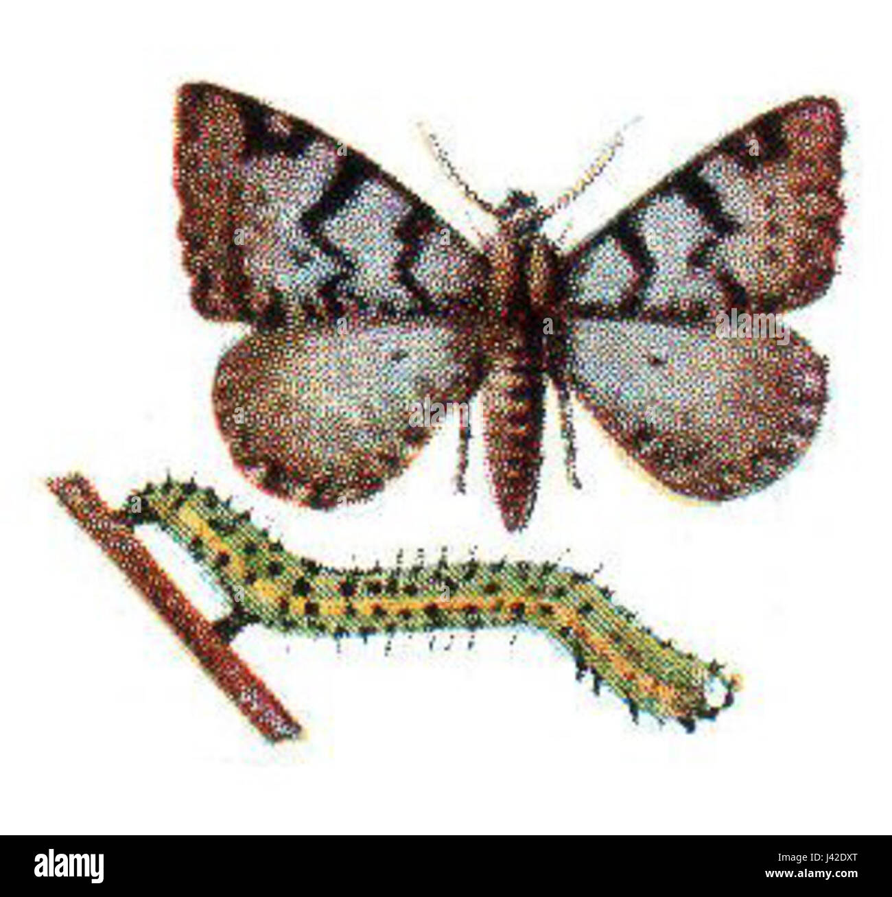 Macaria wauaria is a species of moth described by Meyers. It is known ...