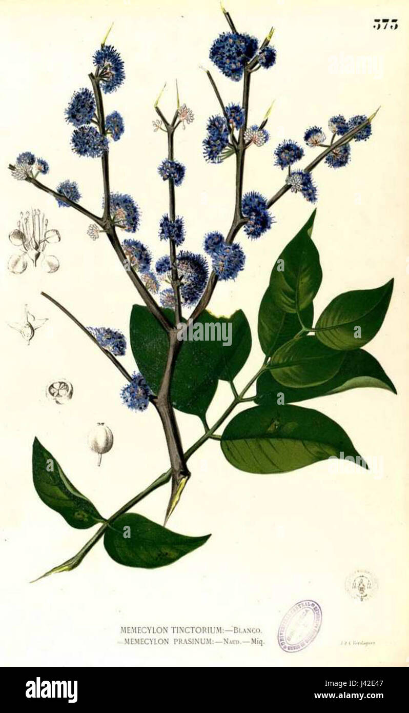 Memecylon edule, commonly known as a flowering plant from the ...