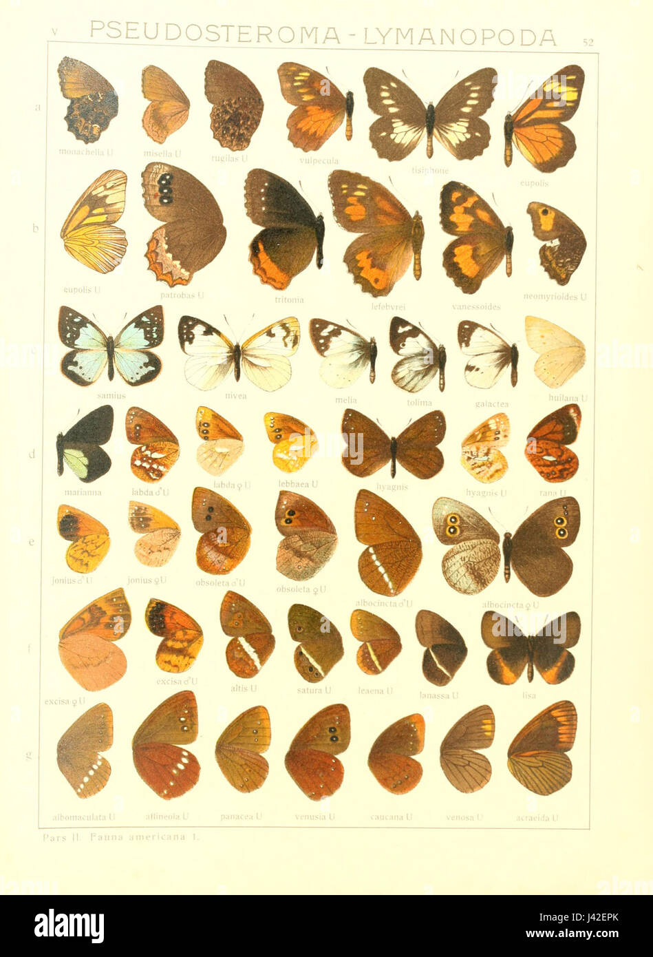 Macrolepidoptera refers to a large group of moths and butterflies ...