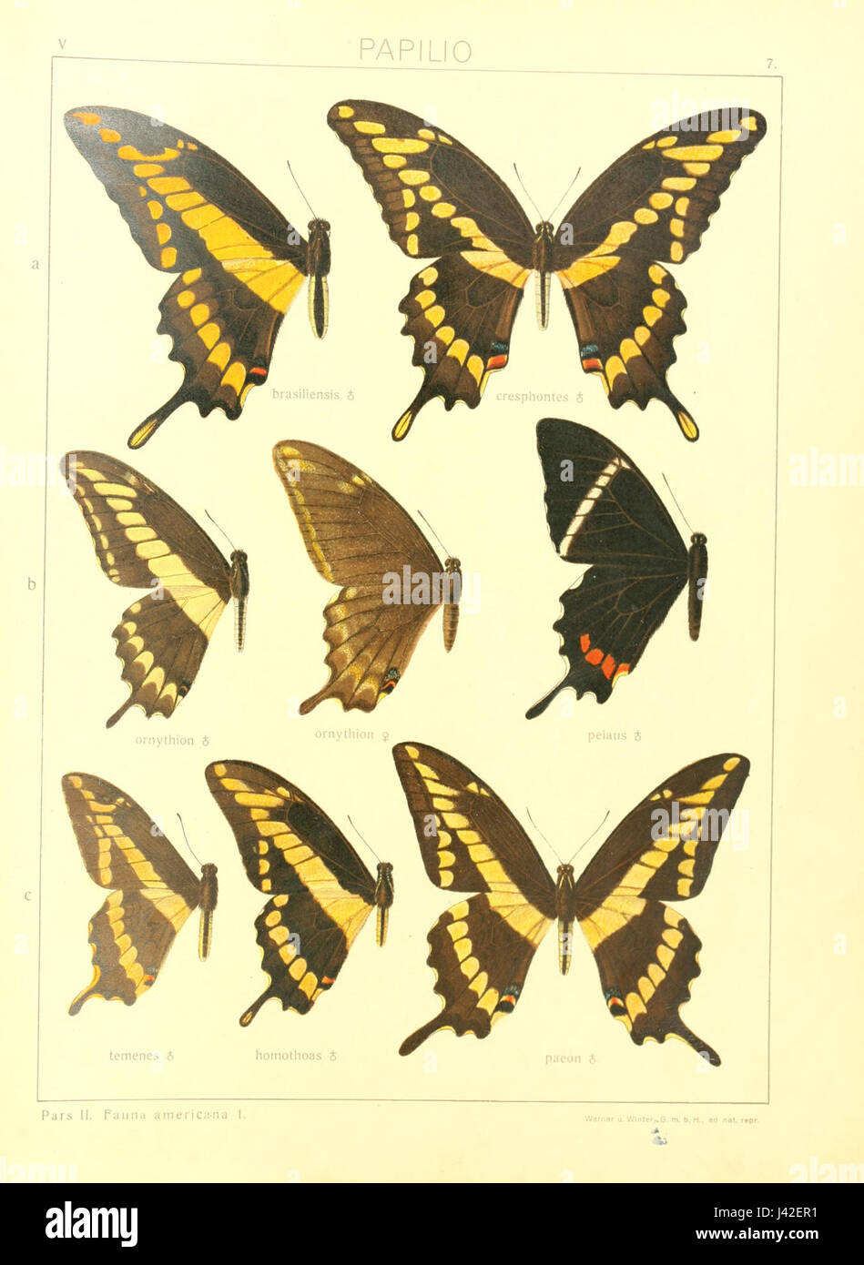 Diverse family of butterflies hi-res stock photography and images - Alamy