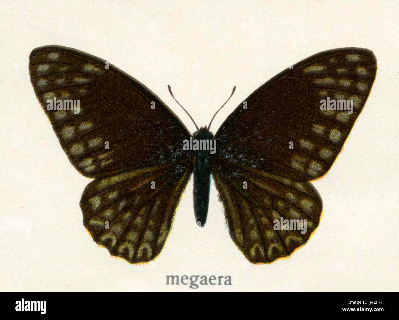 Megaera hi-res stock photography and images - Alamy
