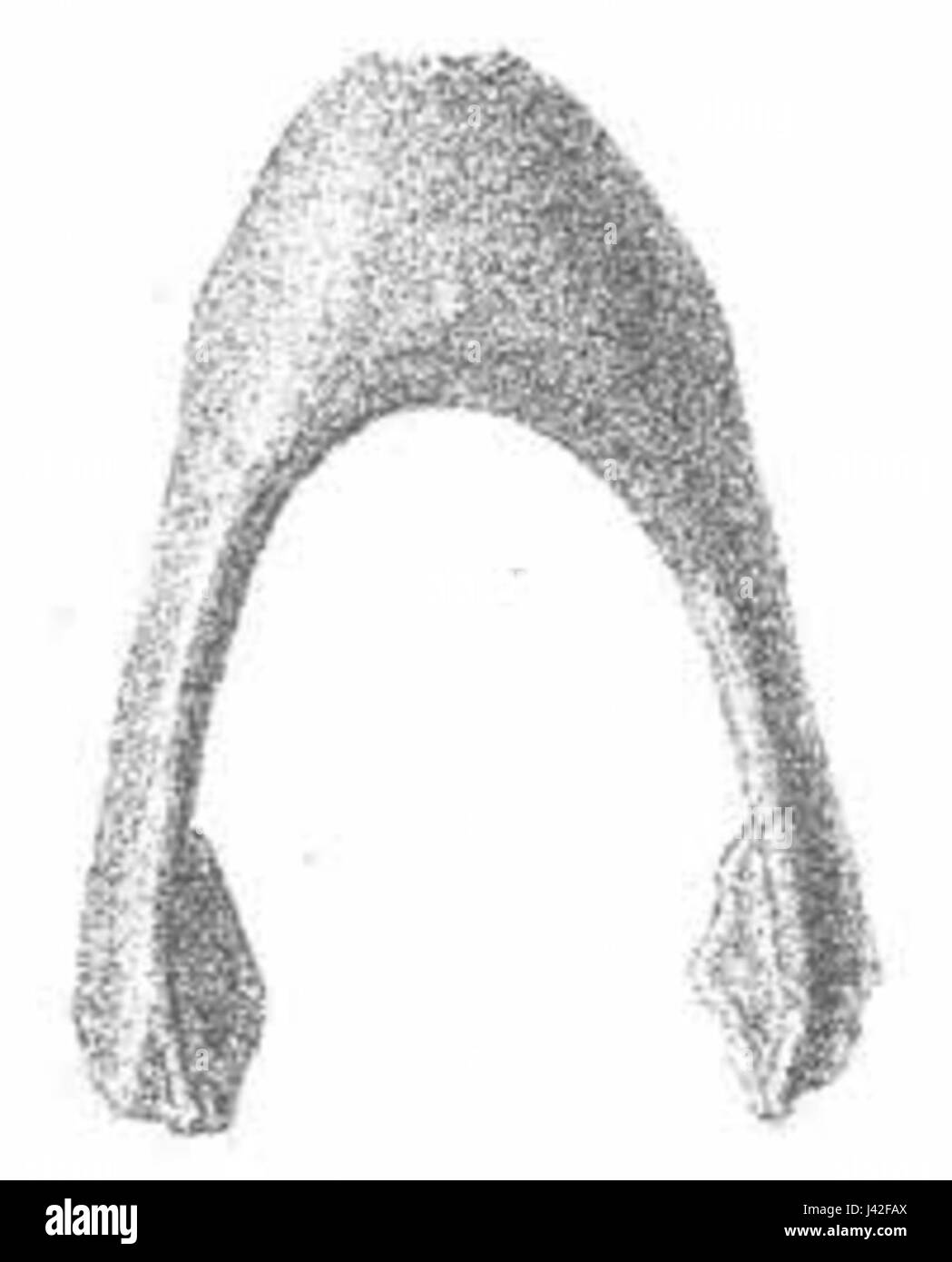 This image shows the dorsal view of the mandible of the Mascarinus ...