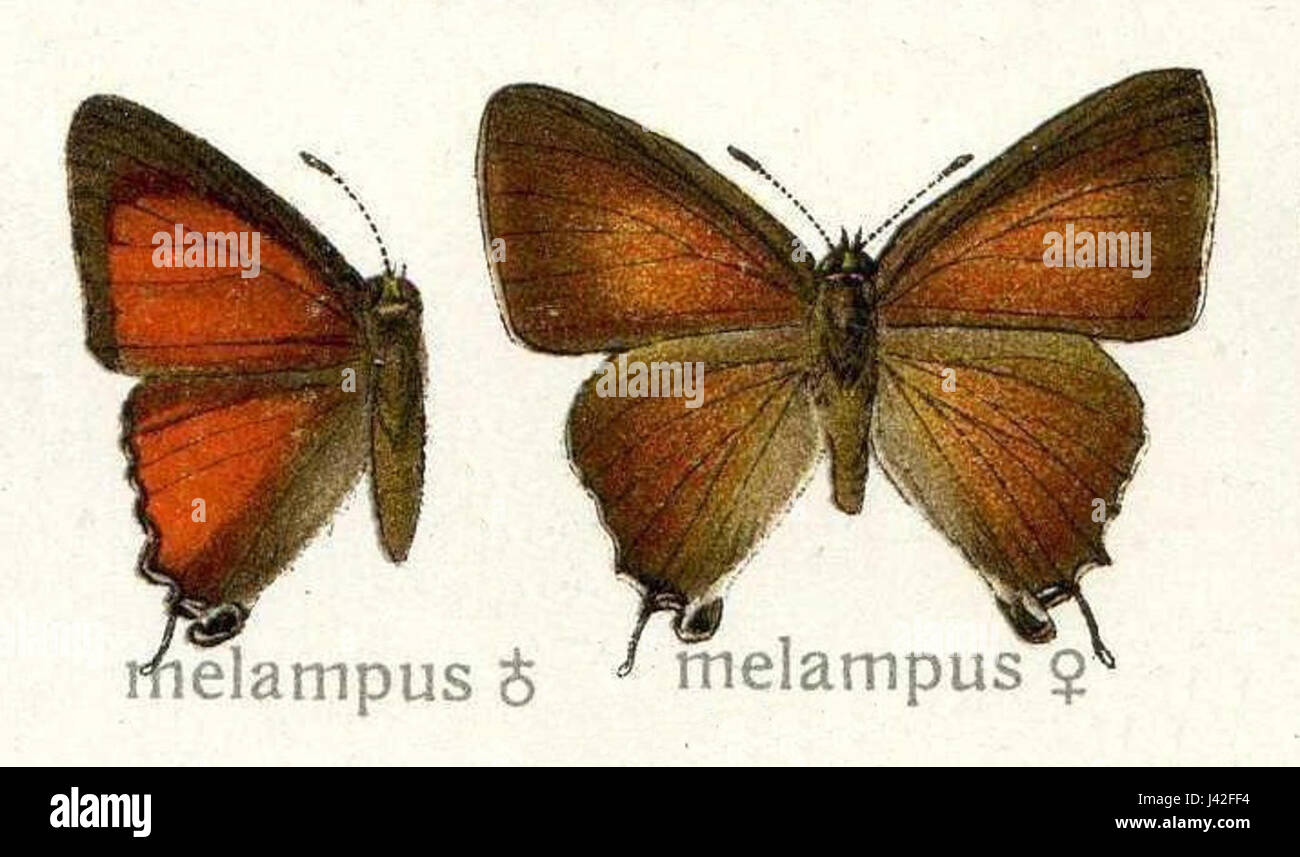 Melampus was an ancient Greek seer and healer, known for his ...