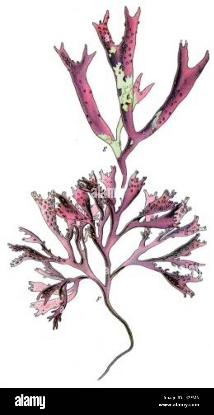Mastocarpus Stellatus High Resolution Stock Photography and Images - Alamy