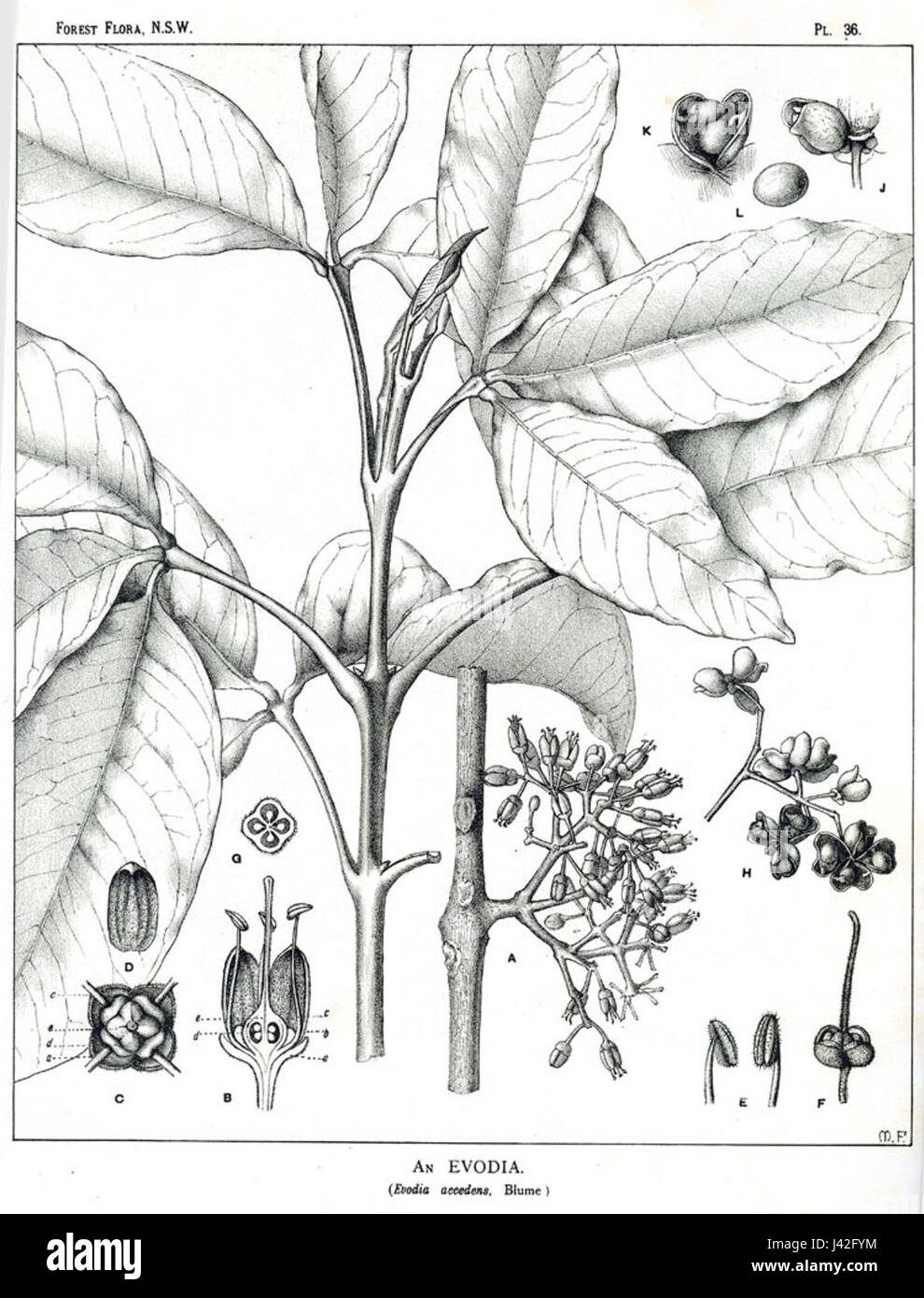 Melicope hi-res stock photography and images - Alamy