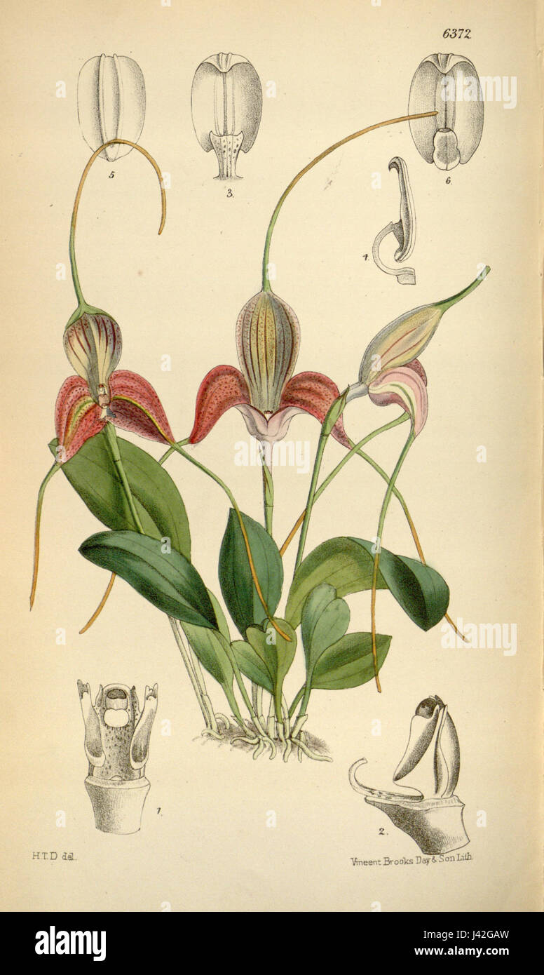 *Masdevallia caudata* is a species of orchid, initially listed as ...